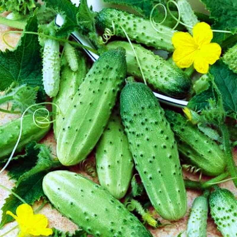 Seeds Cucumber Indoor Super Harvest Giant Self-pollinating Vegetable ...