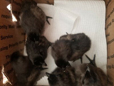 6 FIBRO EASTER EGGER / OLIVE EGGER -Fresh & Fertile Chicken Hatching ...