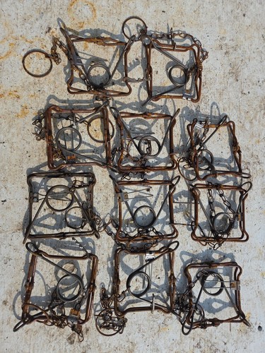 Lot (11) New Duke body grip bodygrip 110 Traps Conibear Trap | eBay