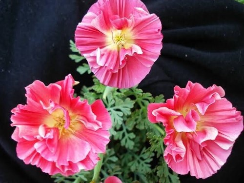 CALIFORNIAN POPPY - ESCHSCHOLZIA - FRILLY FUN MIXED 25/50+seeds NEW ...