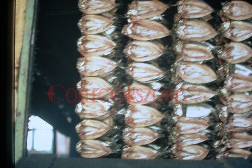 35mm Slide 1981 Isle Of Man Kipper factory Hanging Racks | eBay