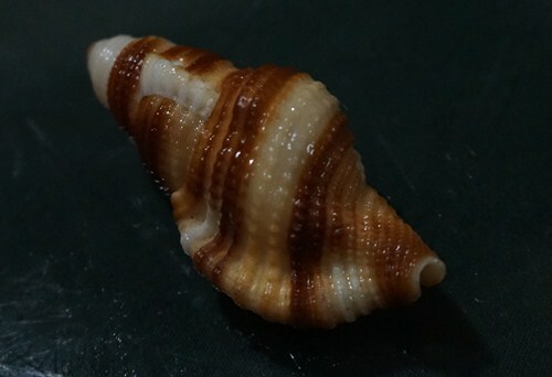 Cymatium Rubeculum 47.6 mm F+++,beautiful yellow brown color WOW!!! | eBay