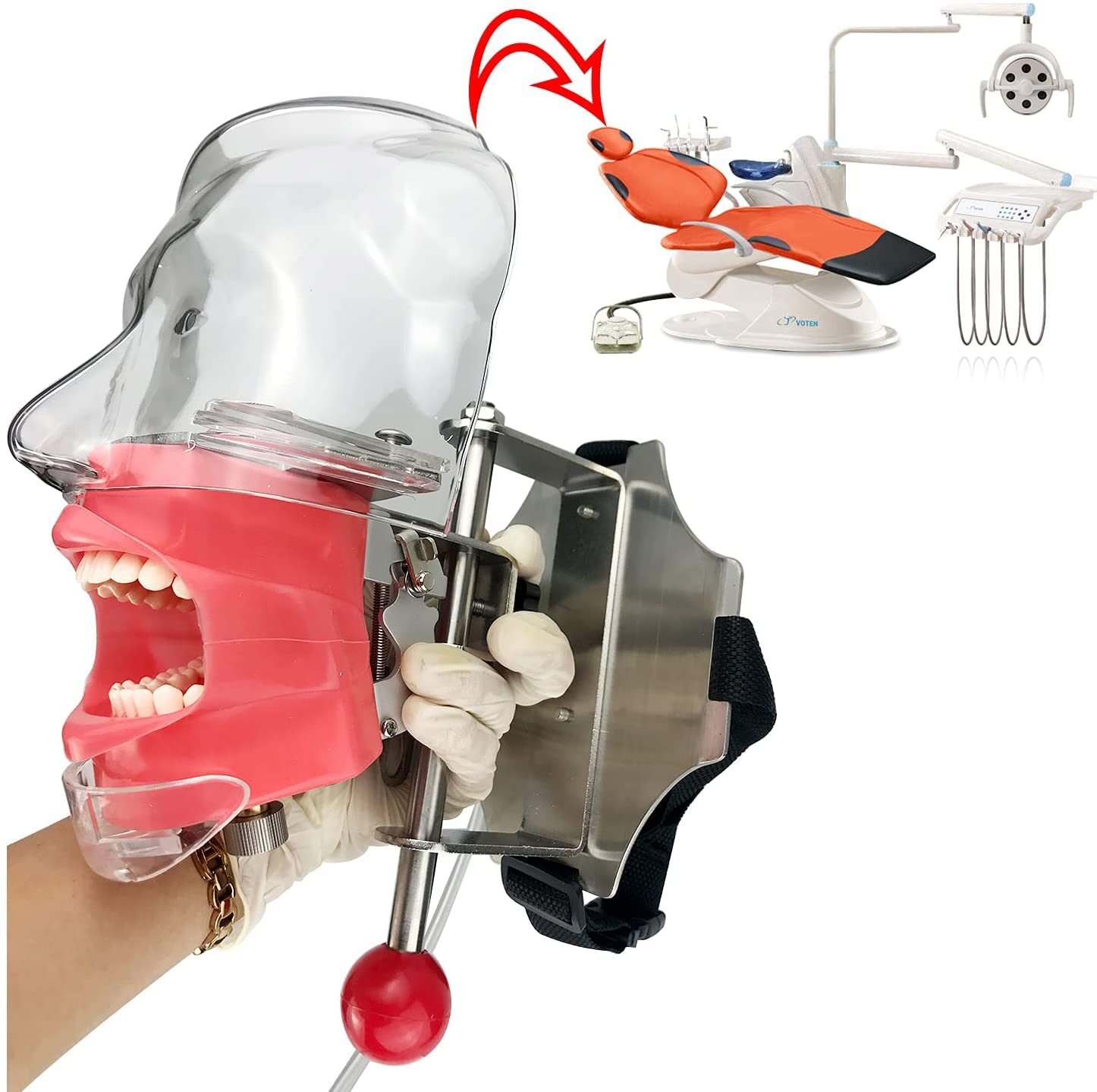 Mannequin Head Teeth Model Bench Mount Education Fix on (Banded Type ...