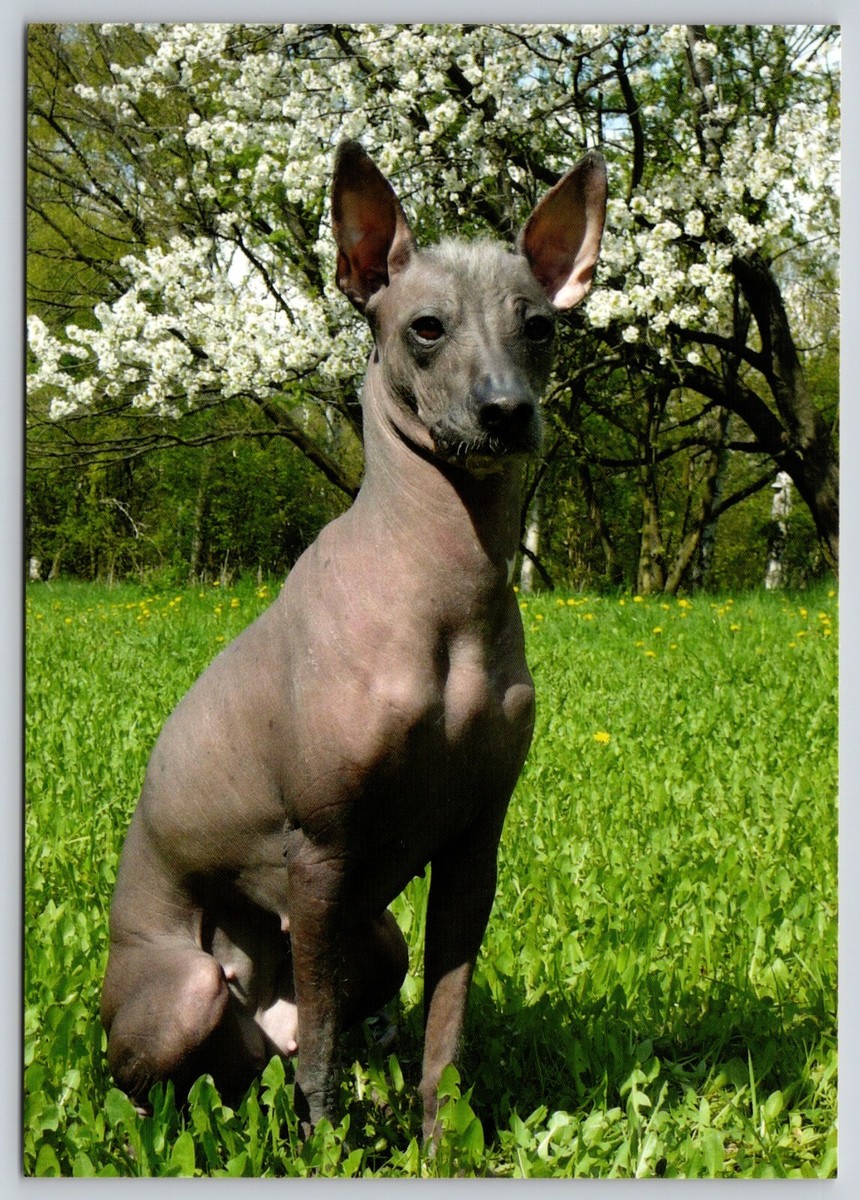 Peruvian Inca Orchid