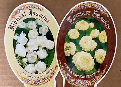 Jasmine 2 Plant Bundle; Grand Duke Of Tuscany & Emperor Jasmine In ...
