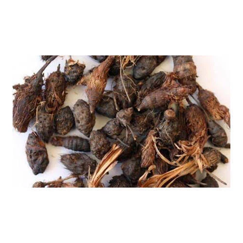 Cyperus Rotundus Rhizome