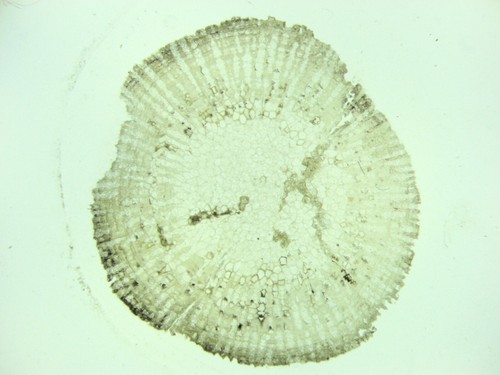 Mississippian Carboniferous Rhombopora bryozoa fossil thin section St ...