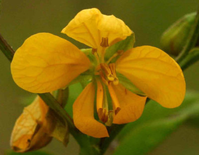 Senna occidentalis | Coffee Senna | Stinking Weed | 50_Seeds | eBay