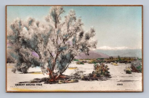 Desert Smoke Tree RPPC Vintage California Hand Colored Fred Martin ...