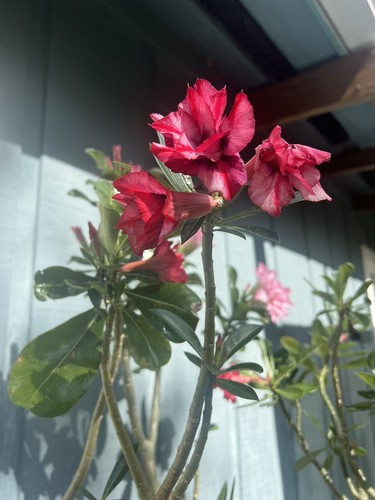 Adenium Obesum Desert Rose Plant Large Desert Rose Bonsai Tree, heathy ...