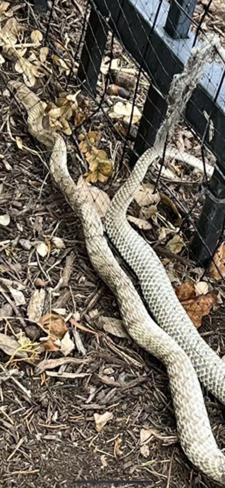 Eve'S Revenge Snake Snares Animal Barriers 100' Snake Trap + Fence ...