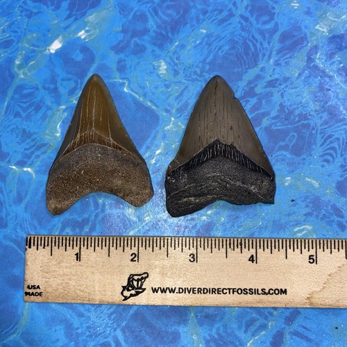 MEGALODON SHARK TOOTH 2.64” 2.57” Set of 2, TEETH MEG SCUBA FOSSIL NC ...