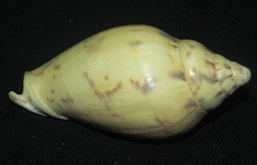 78 mm GREAT PATTERN Cymbiola Flavicans Volute Seashell Combine Ship | eBay