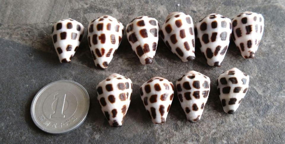 Natural Seashell Cone Shell Small size Art Craft Shells of Okinawa | eBay