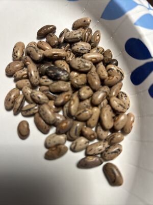 Rattlesnake Pole Bean Seed 1 ounce Or Approx 85 seeds | eBay