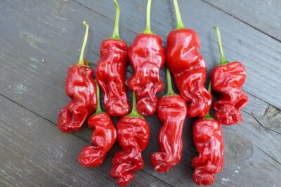 70+ Rare Penis Peter Pepper Seeds. Heirloom Very Hot XXX rare chili Seeds | eBay