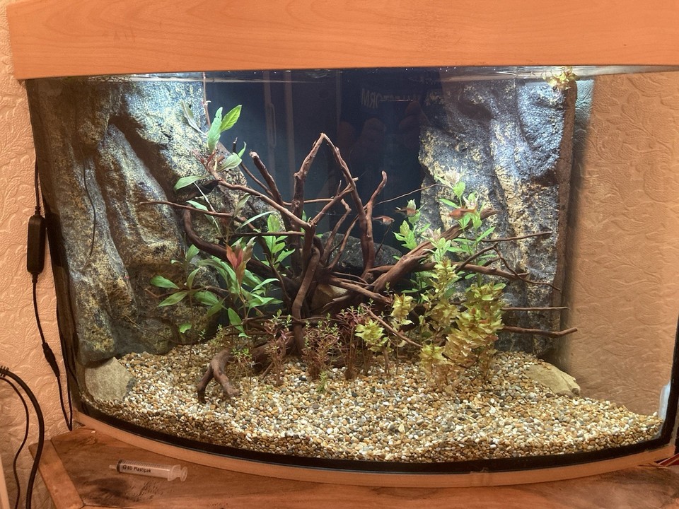 Bow Front Corner Fish Tank Aquarium Fish Tank with Solid Wood Stand and ...