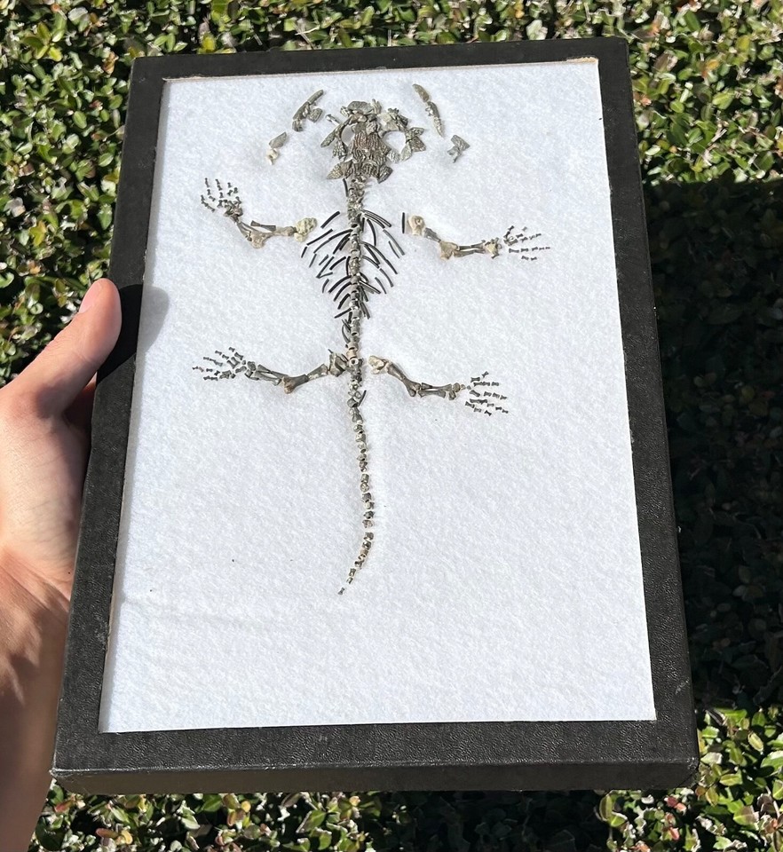 RARE Captorhinus Skeleton in Case Fossil Permian Reptile Dinosaur Bones ...