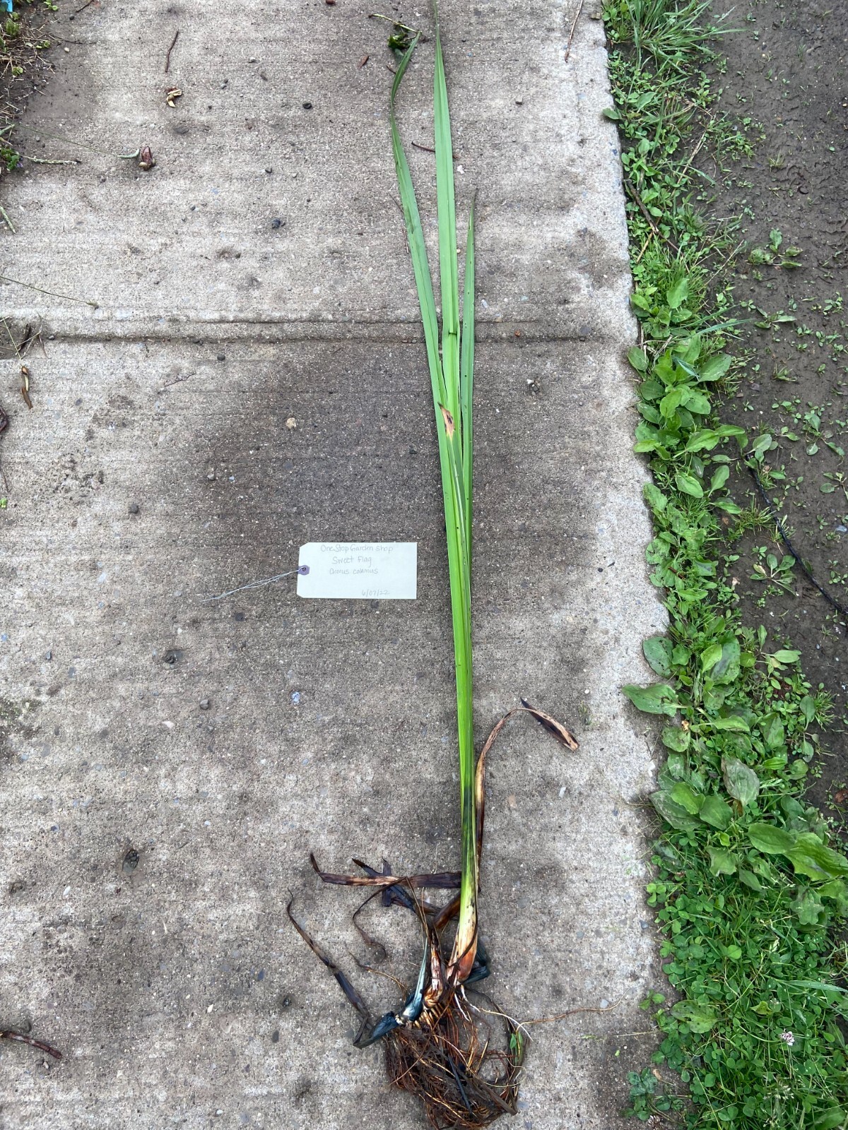 Bareroot | Acorus americanus | Sweet Flag Plant | Live Plant ...