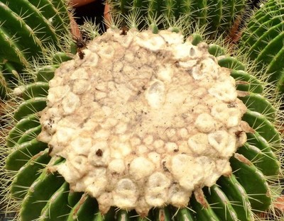 Echinocactus grusonii cv setispinus 10-20cm | Golden barrel cactus ...