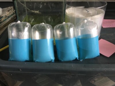 100 x Transport Bags For Aquarium ,Small Fish ,Betta/Leak Proof, Strong ...