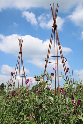 2.3m Tall Folding Metal Wigwam Bean Poles Garden Plant Support Obelisk ...