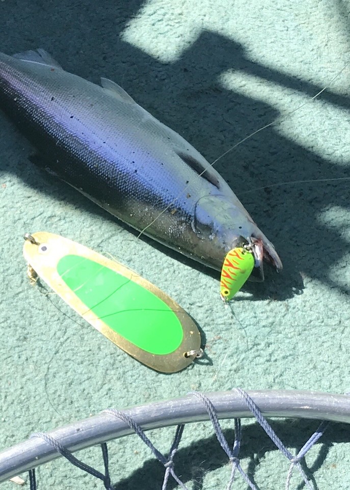 Kokanee Spoons (2): uv "FIRE TIGER” | eBay