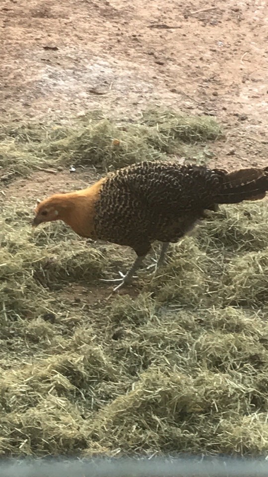 10+ Deathlayer Hatching Eggs (Gold and silver, lemon) Greenfire Farms ...