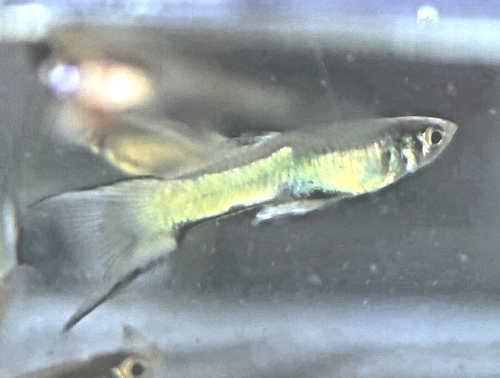 PK Endlers Fancy Guppy/Endlers Hybrids - CHOOSE OPTIONS | eBay