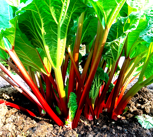 Rhubarb Roots 2 Large Mature Divisions Red Heirloom Perennial Bare Root ...