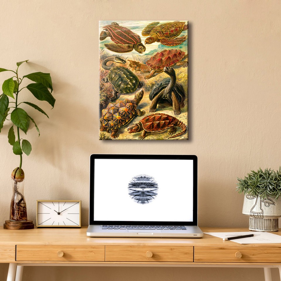 Ernst Haeckel Art Forms in Nature Poster Print Chelonia Testudo Canvas ...