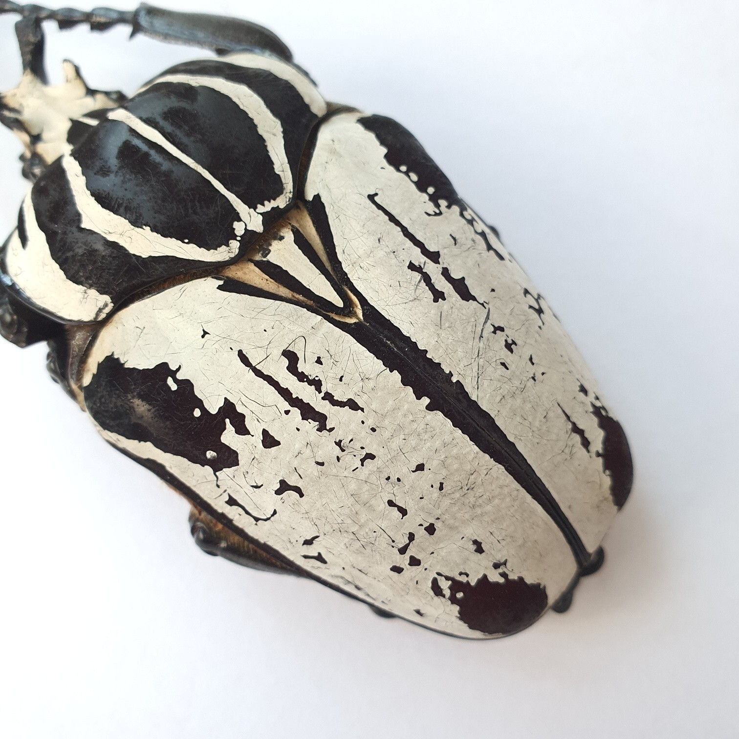 CETONIIDAE_ Goliathus goliatus quadrimaculatus 94 mm Beautiful male ...