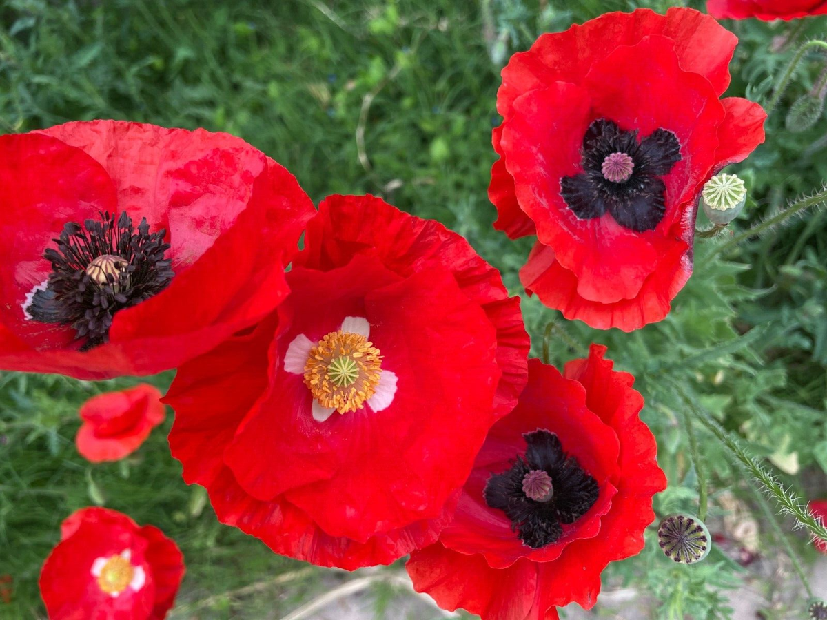 Corn Poppy Seeds 500+ Pcs California Heirloom Multi Red Color Corn