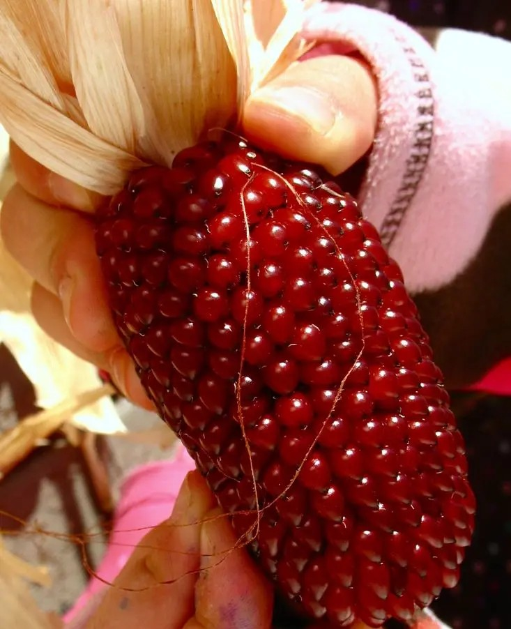 120+ STRAWBERRY RUBY CORN SEEDS - POPCORN - SWEET -- HEIRLOOM ...