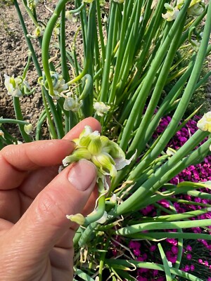Fresh Egyptian Walking Onions Topset Bulblets Organic plants Ready to ...