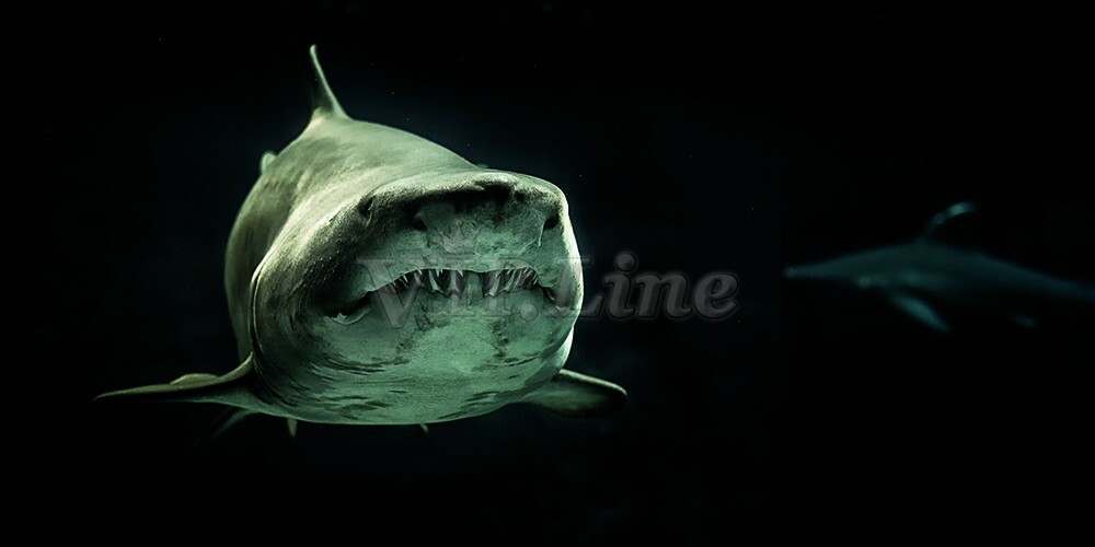 Shark Aquarium Wallpaper