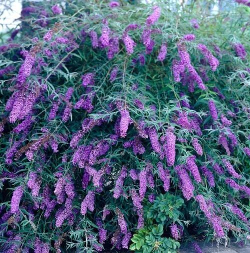 Buddleja Davidii 7 PURPLE BUTTERFLY BUSH 6” Live Flower Plant Unrooted ...