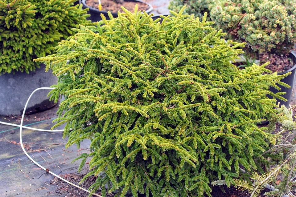 Picea orientalis 'Ferny Creek Prostrate' - Oriental Spruce *Live Plant ...