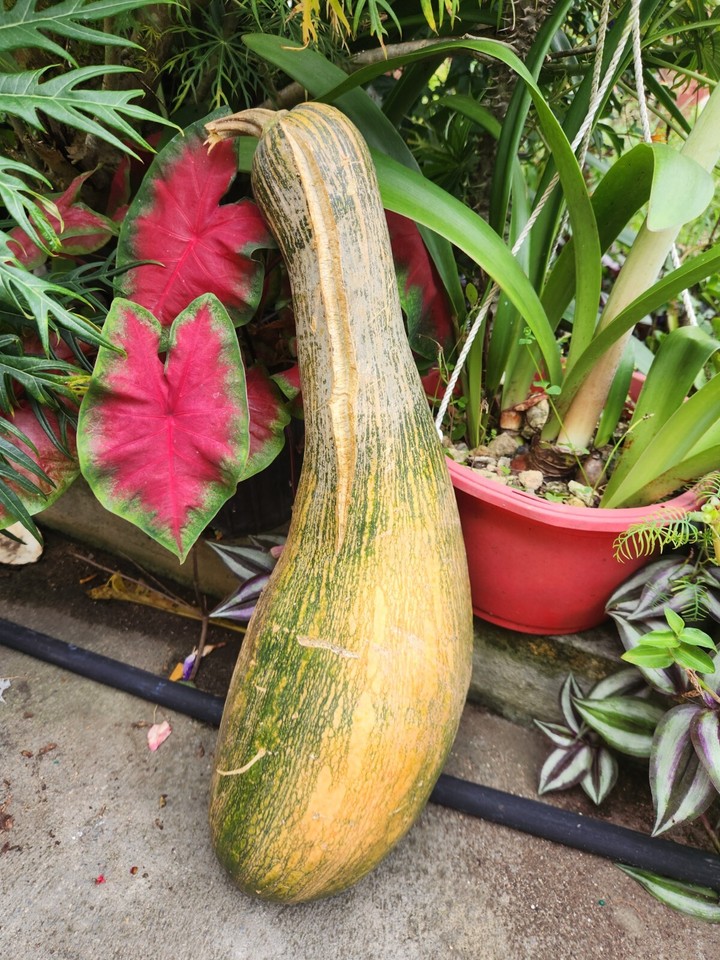 Seeds from Puerto Rico, Organic, NON-GMO, Sofrito, garden, hydroponic ...