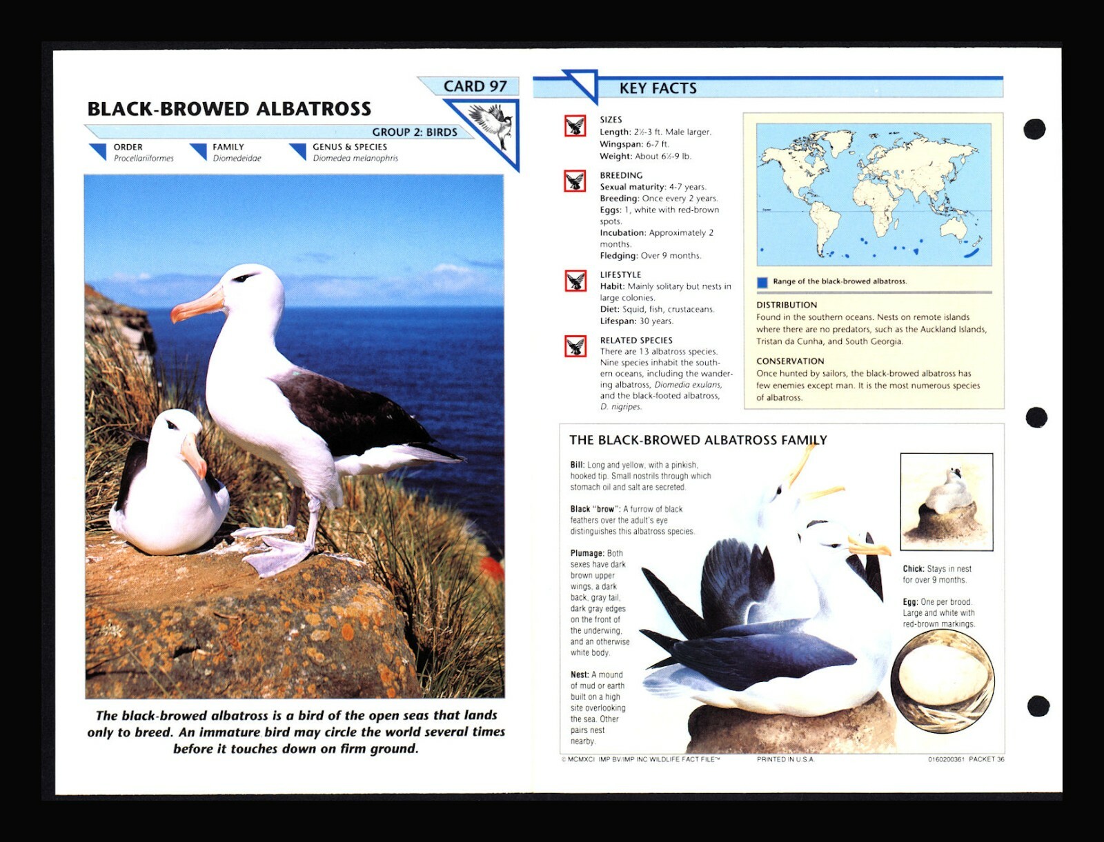 Black-Browed Albatross Wild Life Fact File Bird Animal Card Home School ...