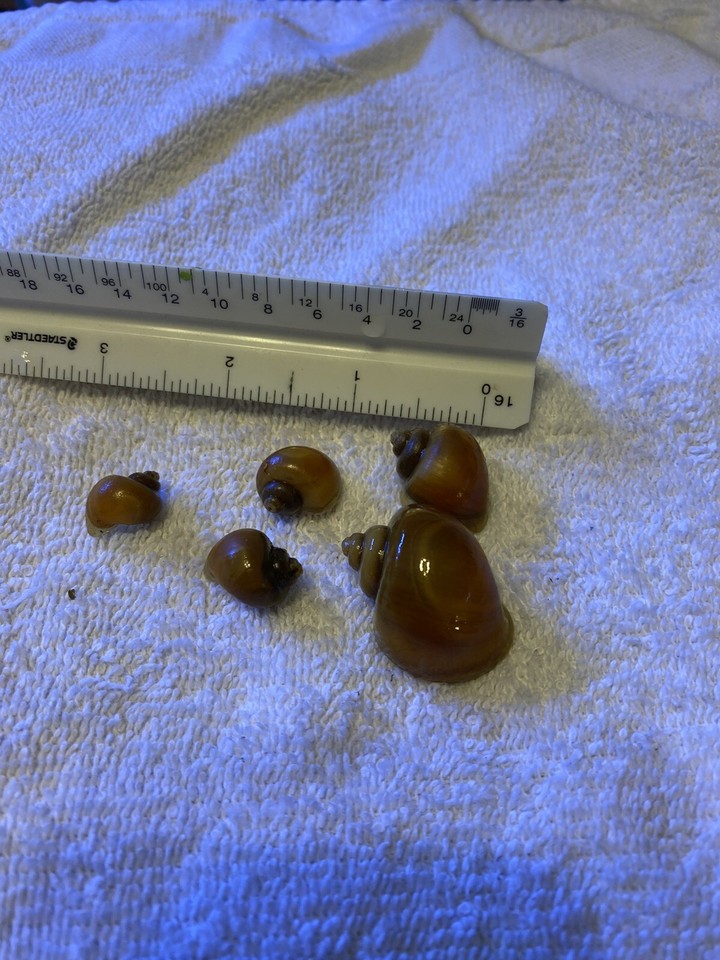 20 Mystery Snails Mixed (Pomacea Bridgesii) Live Freshwater Snail US ...