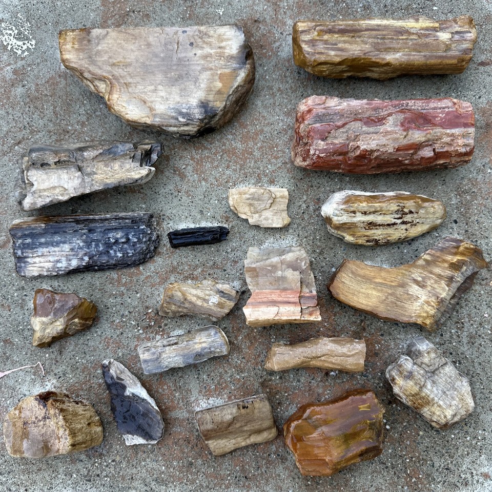 Old Mixed PETRIFIED WOOD Rough Rock Specimens Lot of 5 Pounds | eBay