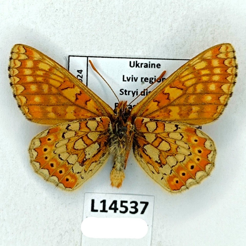 Nymphalidae, Euphydryas aurinia, male, A1/A1-, Ukraine | eBay