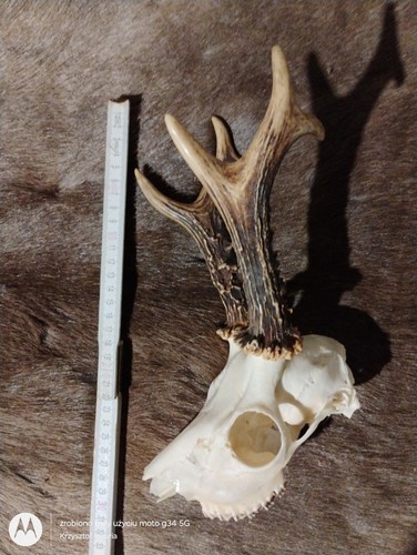 Roe Deer Roebuck Deer Skull With Antlers Anatomy Science Education ...