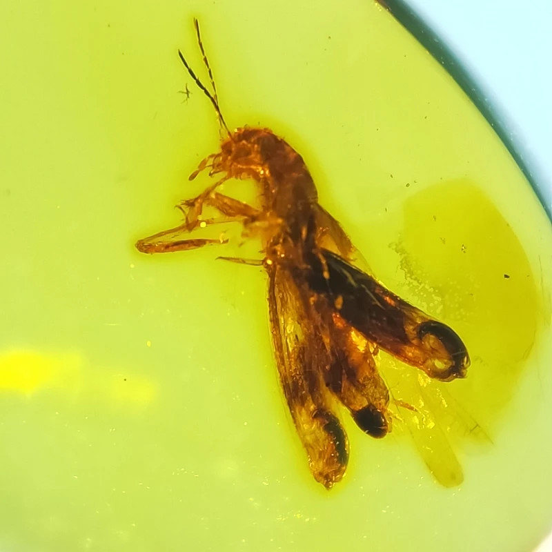 Burma's natural amber insect amber from the Cretaceous period Moth ...