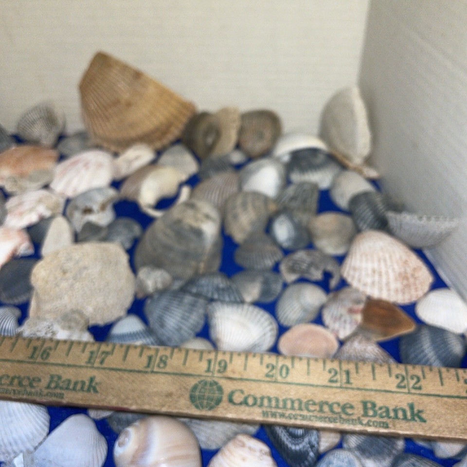 Sea Shell Lot Beautiful Large Pieces and some Medium and Small-Estate Find#2324 | eBay