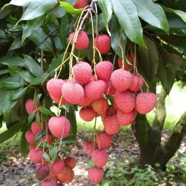 Leeches Fruit Tree