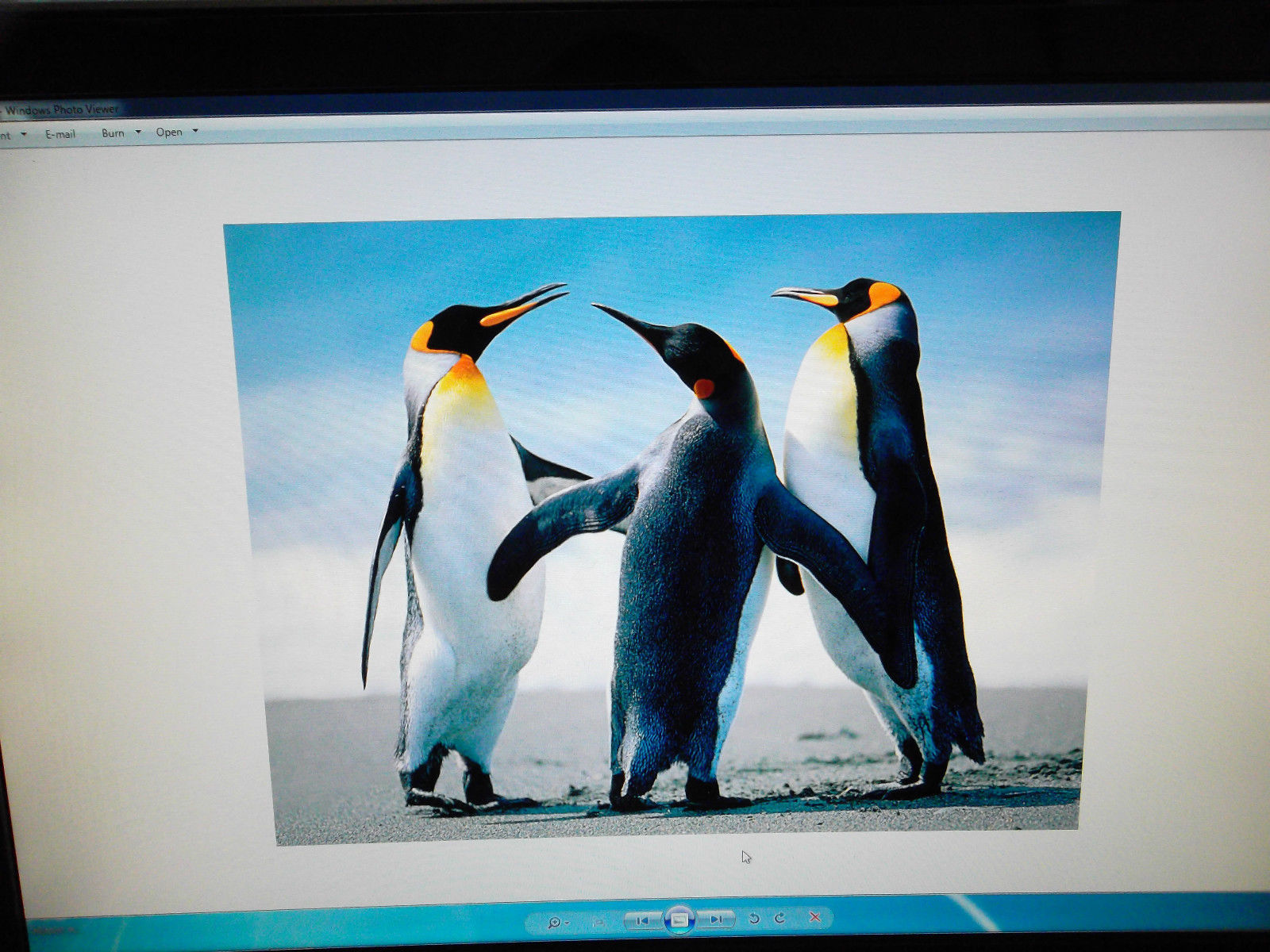 Dell E1909W E1910 E1911 19" LCD Monitor DVI VGA E1909Wc E1910c P513R ...