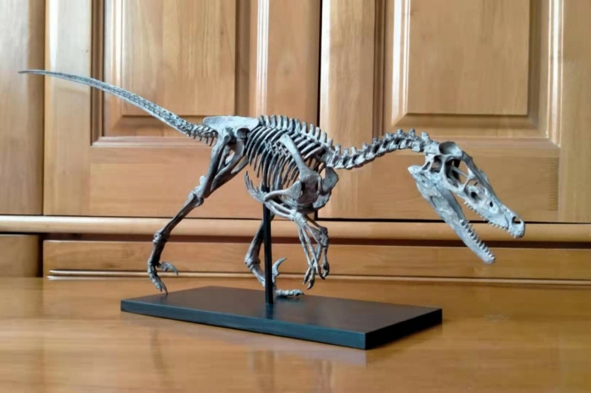 Velociraptor Skeleton Museum The Dinosaurs Of The American Museum In