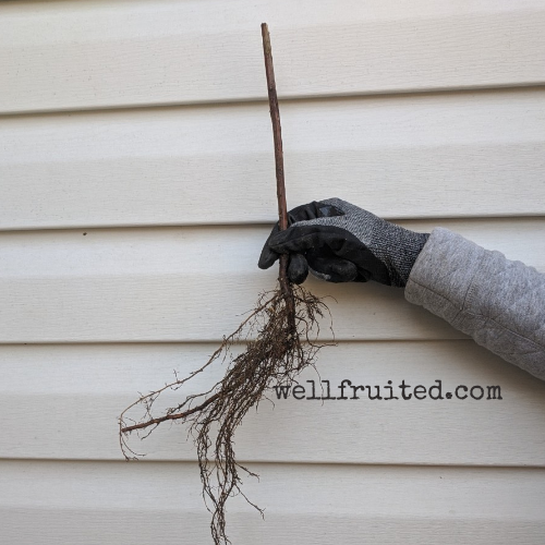 (1-2 YEAR OLD) Glencoe Thornless Purple Raspberry Plant (12-14")! Live ...